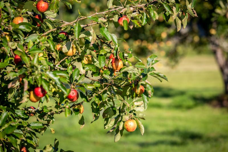 Apples Growing on a Tree, on a Sunny September Day Stock Photo - Image ...