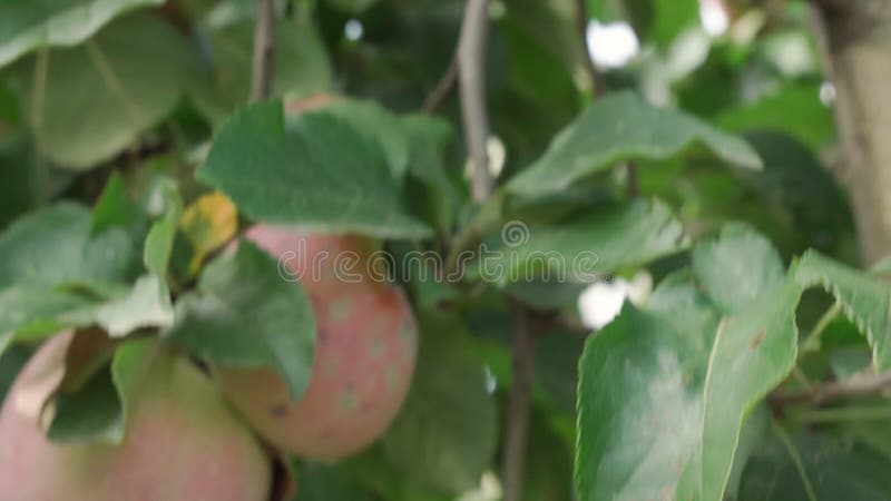 Apples Growing on Tree, among Which There are Rotten and Spoiled ...