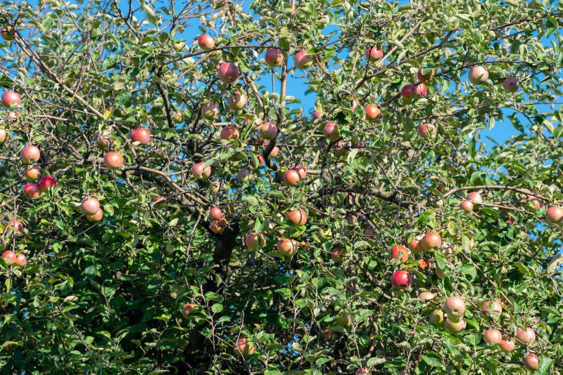 Apple trees in the garden stock image. Image of leaf - 123966485