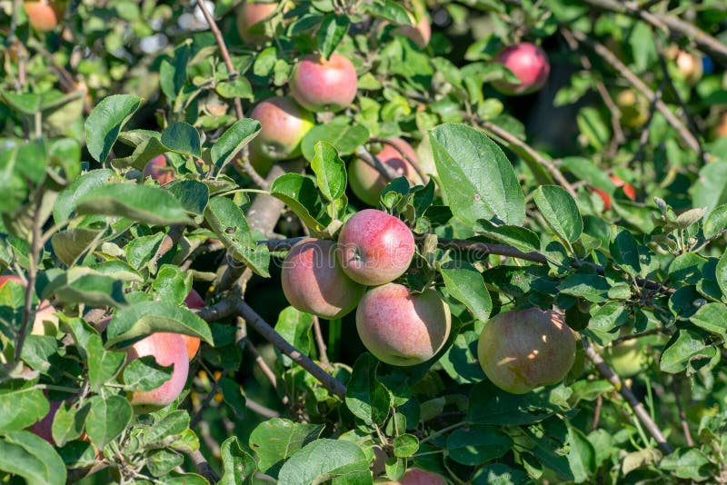 Apple trees in the garden stock image. Image of natural - 123966561