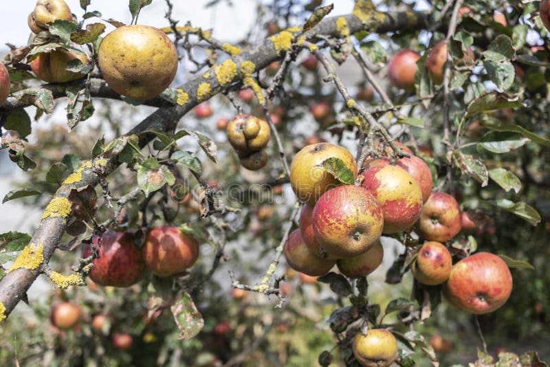 Apples Grown without Artificial Fertilizers on an Old Apple Tree. Stock ...