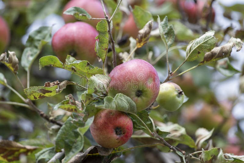 Apples Grown without Artificial Fertilizers on an Old Apple Tree. Stock ...