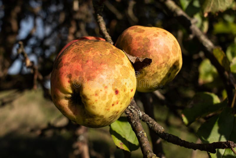 Apples Grown without Artificial Fertilizers on an Old Apple Tree. Stock ...