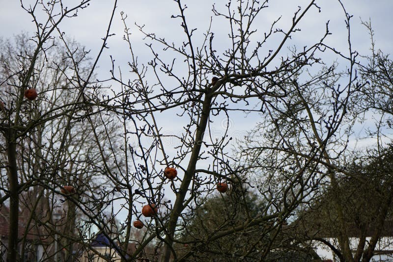 Apples Hang on an Apple Tree in Winter. Berlin, Germany Stock Photo ...