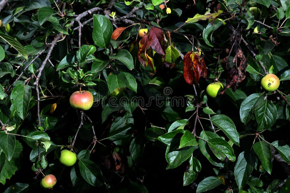 Apples stock photo. Image of tree, growing, limbs, hang - 94780084