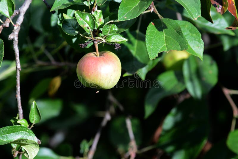 Apples stock photo. Image of fruit, plant, grows, grow - 94780206