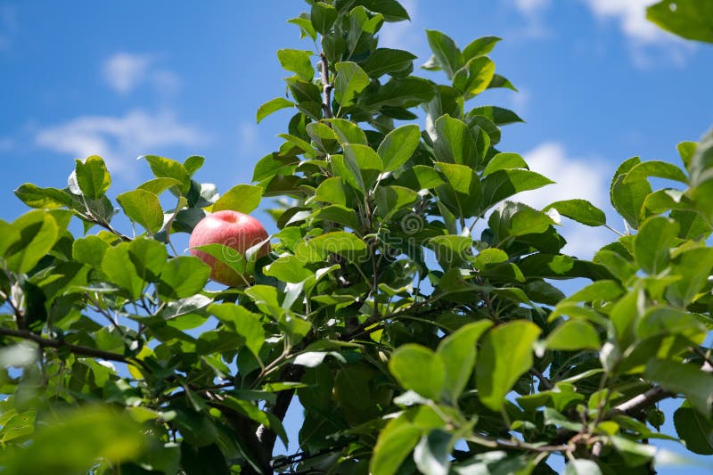Apples Hanging on a Branch of an Apple Tree Against the Blue Sky. View ...