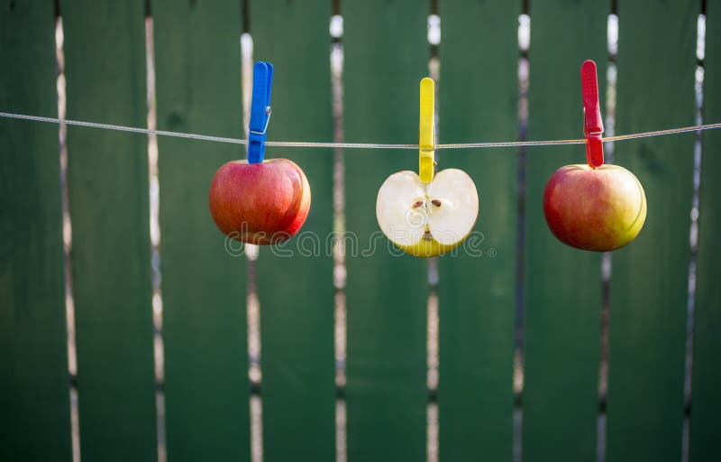 Apples Hanging Rope To Dry Stock Photos - Free & Royalty-Free Stock ...