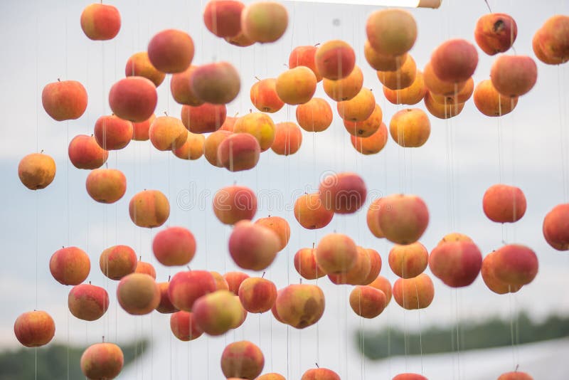 Apples hanging on string stock photo. Image of hanged - 123233032