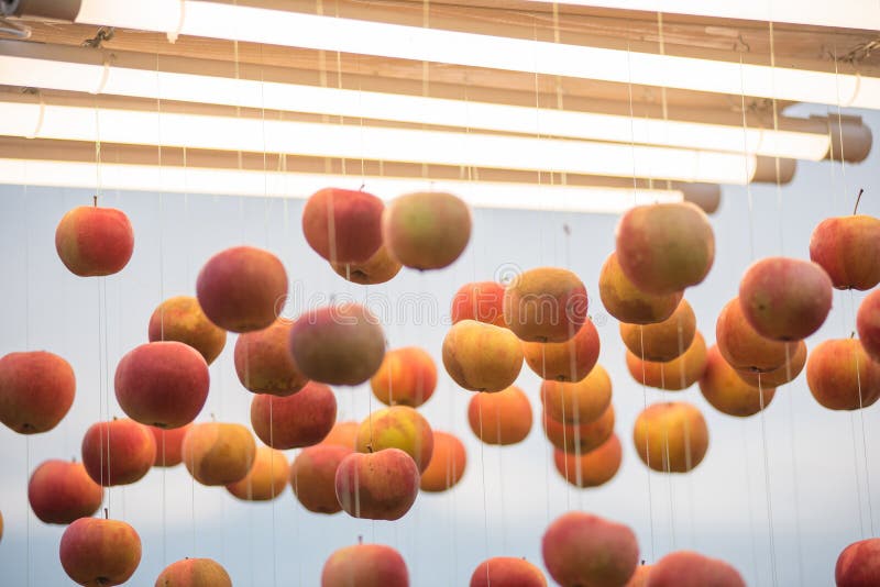 Apples hanging on string stock photo. Image of diet - 123233148
