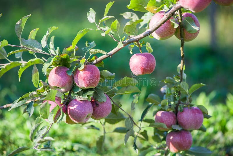 Apples Hanging from a Tree Branch in an Apple Orchard Stock Photo ...