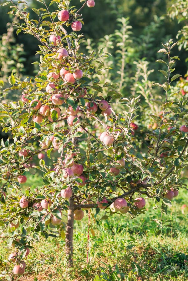 Apples Hanging from a Tree Branch in an Apple Orchard Stock Photo ...