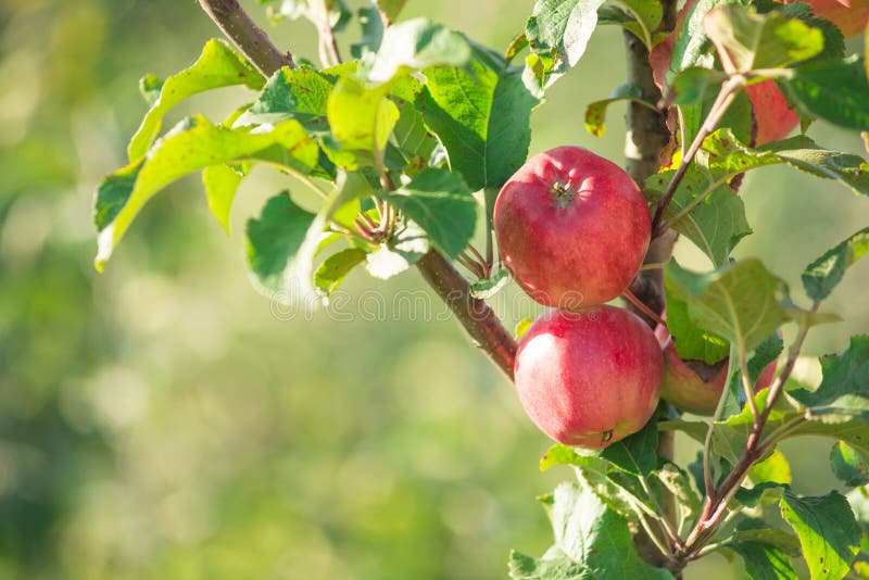 Apples Hanging from a Tree Branch in an Apple Orchard Stock Image ...