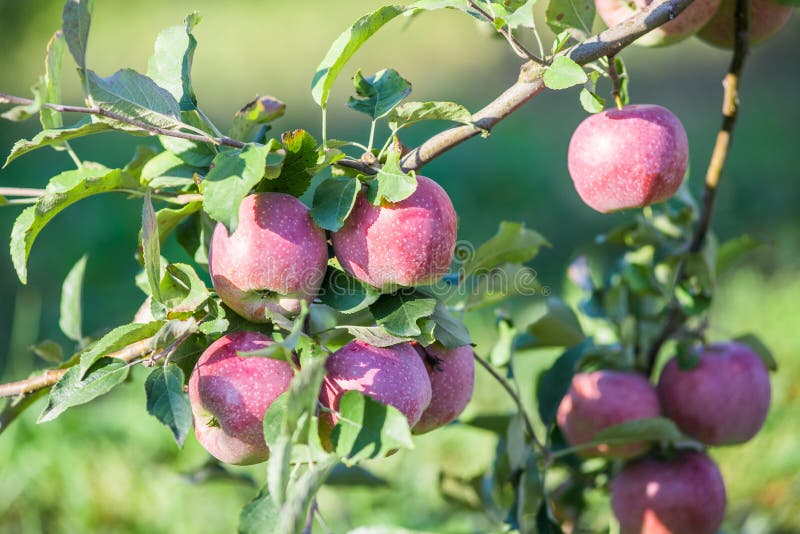 Apples Hanging from a Tree Branch in an Apple Orchard Stock Photo ...