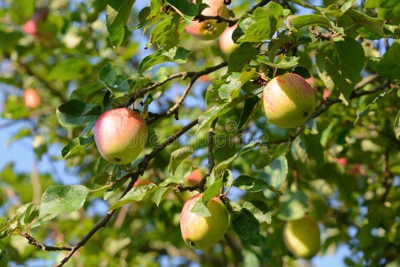 Apples Hanging from a Tree Branch Stock Photo - Image of hanging, plant ...