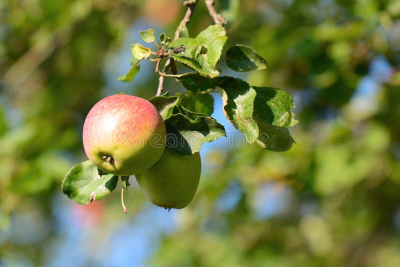 Apples Hanging from a Tree Branch Stock Image - Image of fall, growing ...