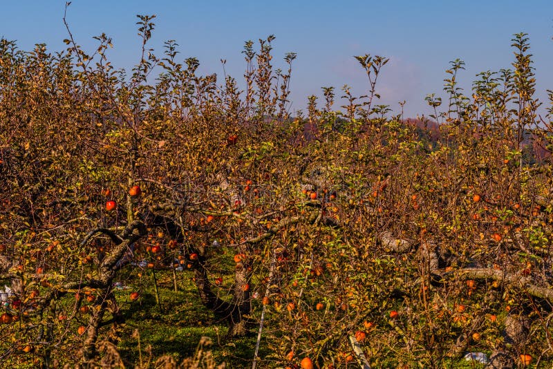 Apples Hanging on Twisted Tree Branches Stock Photo - Image of nature ...