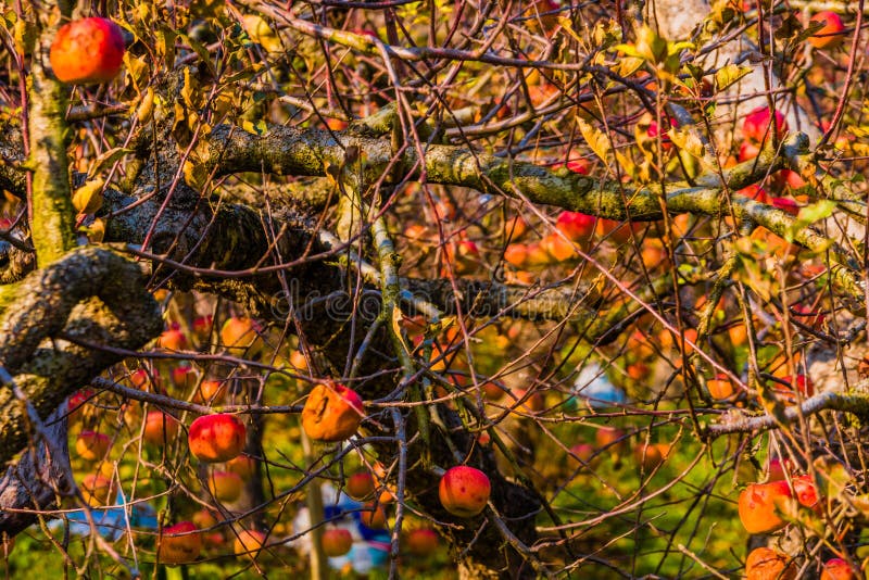 Apple Trees Intertwined Stock Photos - Free & Royalty-Free Stock Photos ...