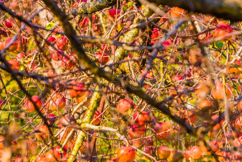104 Twisted Apple Tree Stock Photos - Free & Royalty-Free Stock Photos ...