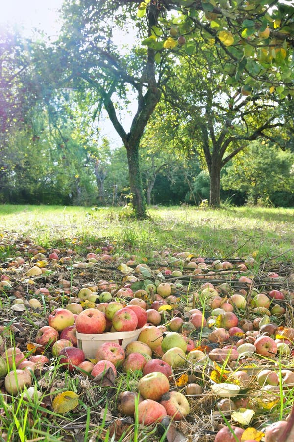 Apples harvest stock image. Image of season, outside - 27246679