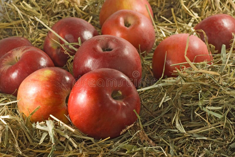 Apples in the hay close-up stock image. Image of create - 103311327