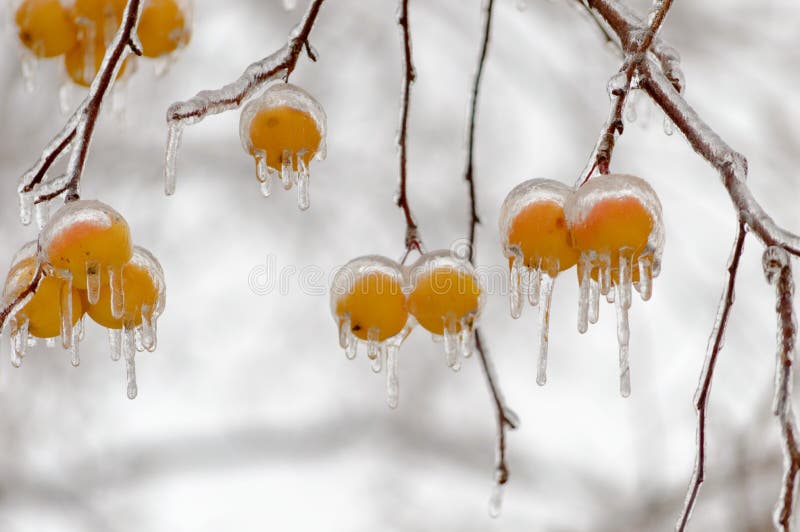 Apples in the icy crust. stock image. Image of winter - 106038701