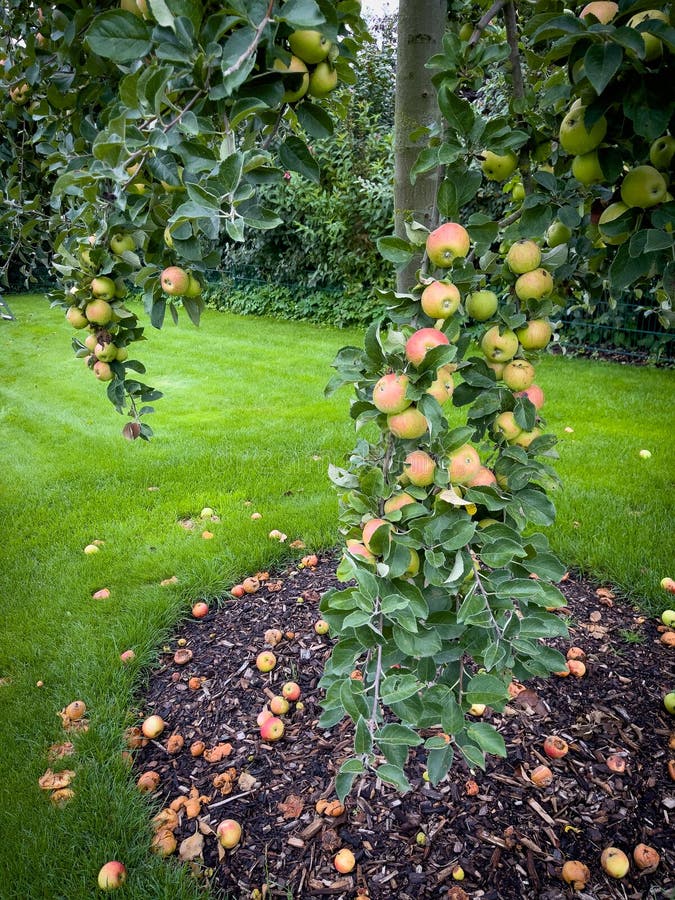 Apples Make the Branches of an Apple Tree Bend Down Stock Photo - Image ...