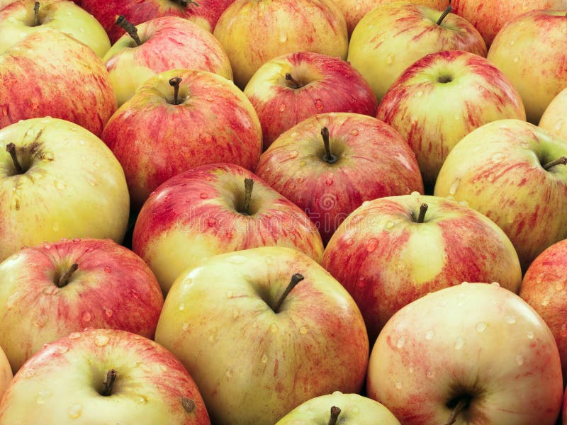 Apples stock photo. Image of crop, fruit, drops, fresh - 34009310