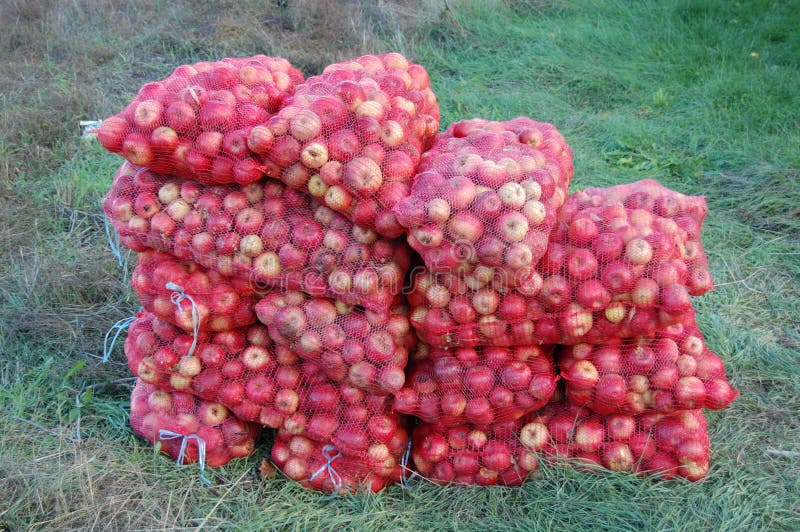 Apples in mesh bags stock image. Image of besh, agricultural - 27652769