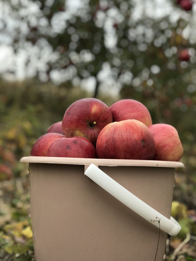Apples stock image. Image of middle, orchard, ripe, juice - 232418887