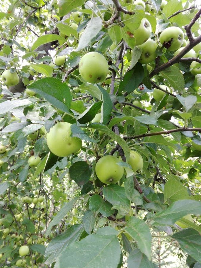 Organic apples stock image. Image of closeup, sweet - 125078197