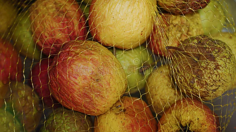 Apples that are Not Fresh in the Fruit Net Stock Image - Image of fruit ...