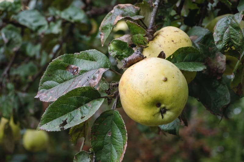 Apples on Old Antonovka Apple Tree in Autumn Garden Stock Image - Image ...
