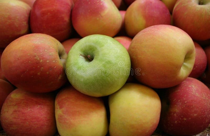 Apples, One Green stock photo. Image of market, organic - 3163550
