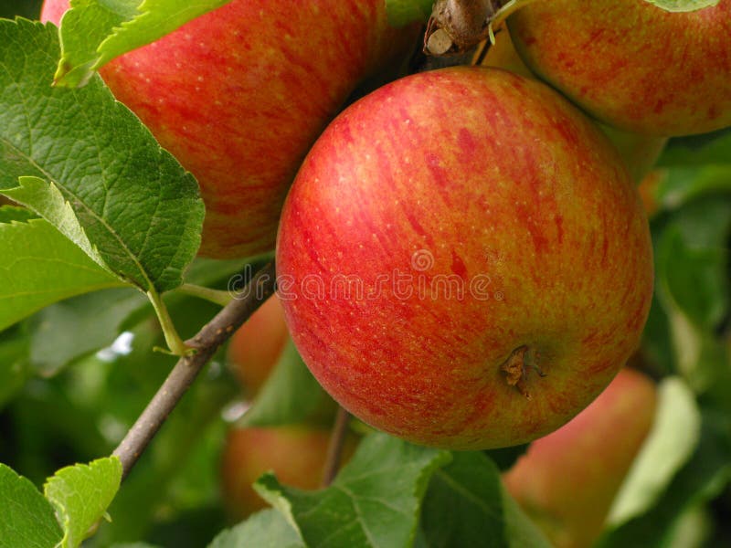 Apples in the Orchard stock photo. Image of ripe, orchard - 6775606