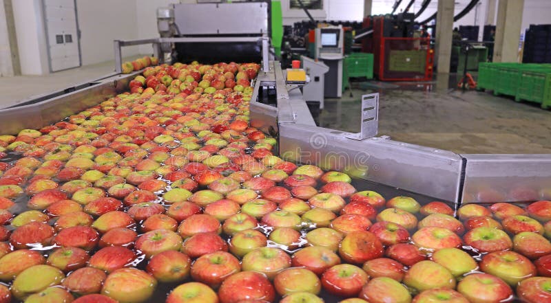 Apples packing warehouse stock photo. Image of diet - 137829448