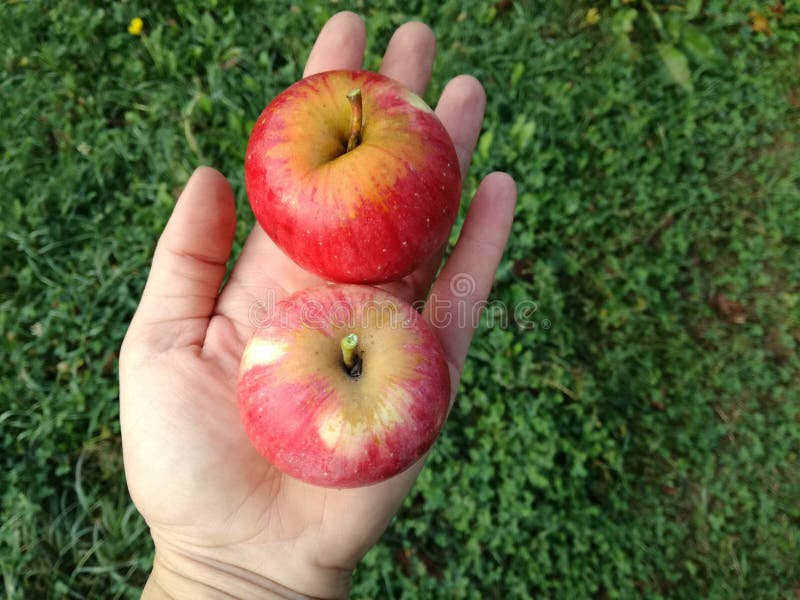 Apples stock photo. Image of pair, fruit, apples, healthy - 129890050