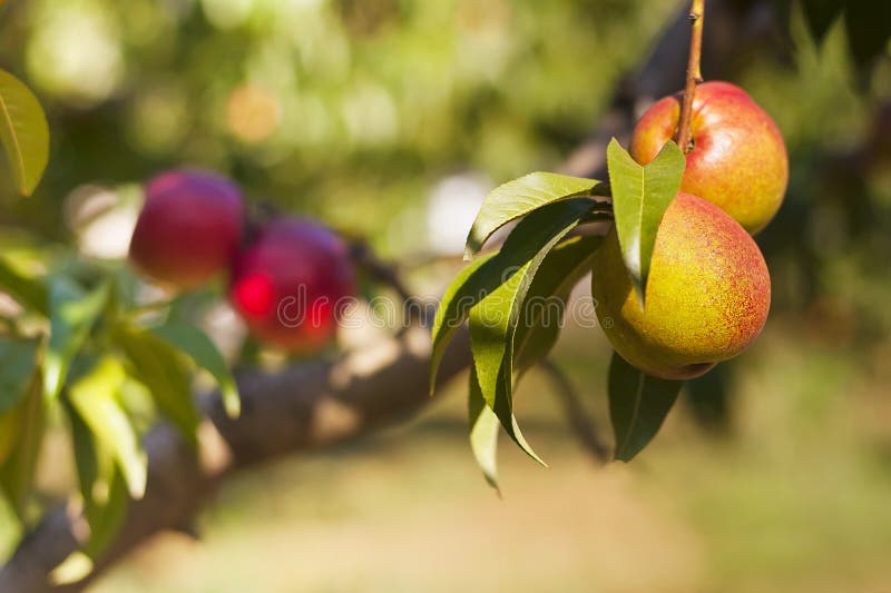 Apples and Peaches on Their Branches Stock Image - Image of flavorful ...