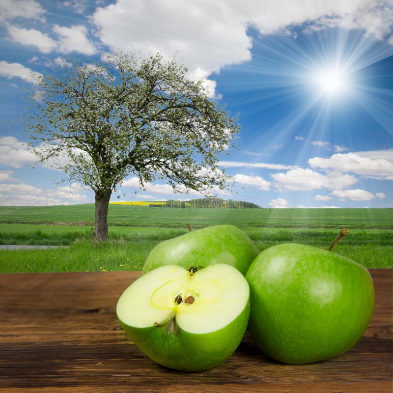 Apples stock photo. Image of harvest, health, green, life - 39155262