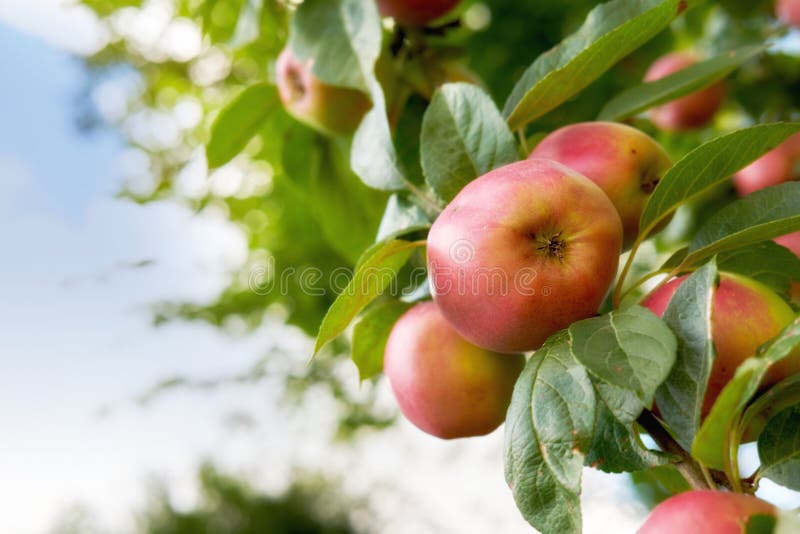 Apples. a Photo of Taste and Beautiful Apples. Stock Image - Image of ...