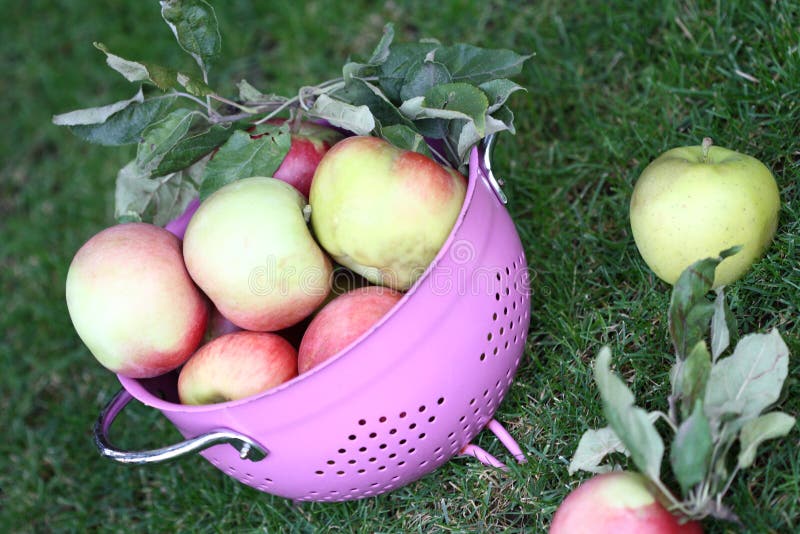 Apples in the Pink Strainer Stock Photo - Image of line, green: 11134826