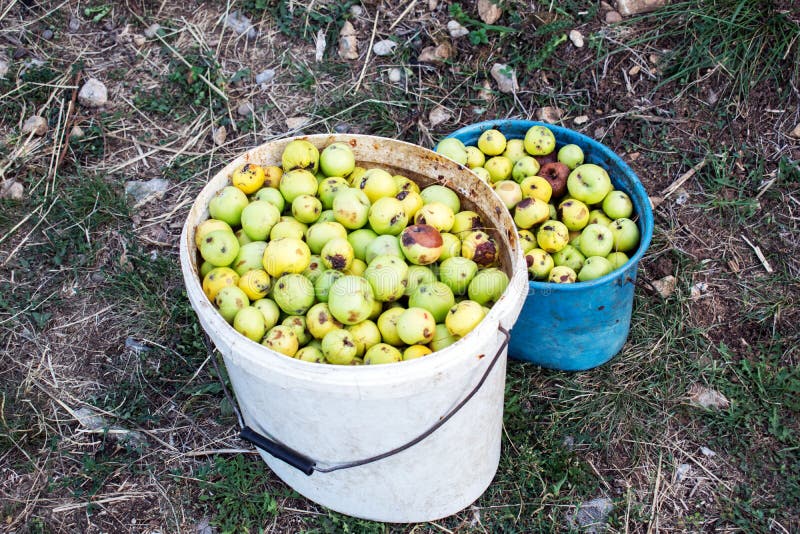Apples in a plastic bucket stock image. Image of macro - 99173591