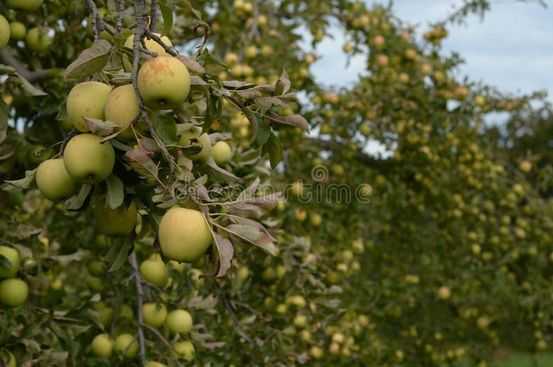 Apples Ready for Harvest in Organic Orchard Stock Photo - Image of tree ...
