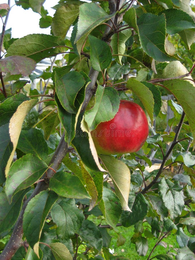 Apples Ready To Pick from the Orchard. Michigan Apples on the Tree in ...