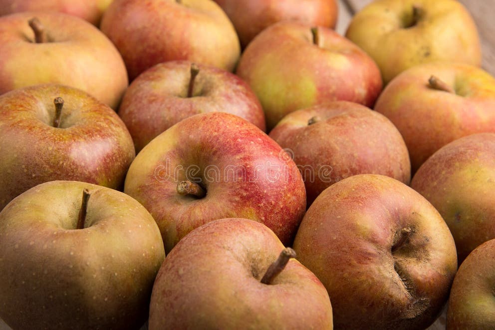 Apples stock image. Image of golden, agriculture, organic - 46549355