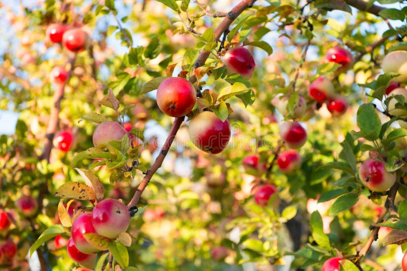 Apples Red Ripe Fruits On Branch Sky Background Apples Harvesting Fall