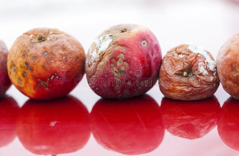 Apples Red Rotting Aging Apple Old Dry Stock Image - Image of rotting ...