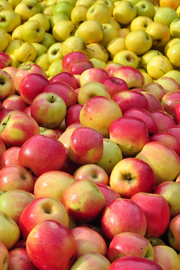 Apples Red and Yellow stock photo. Image of circle, apple - 12348326