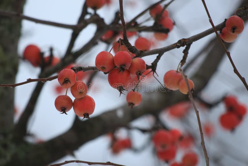 Apples Rennets on Apple in Winter Stock Photo - Image of food, cook ...