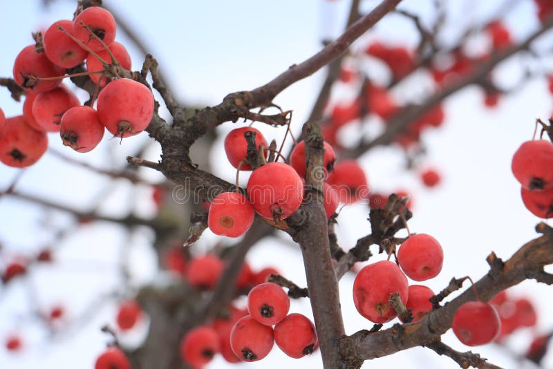 Apples Rennets on Apple in Winter Stock Photo - Image of nature ...